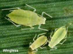 Insectos, animais e outros bichos que tais...: Pulgão